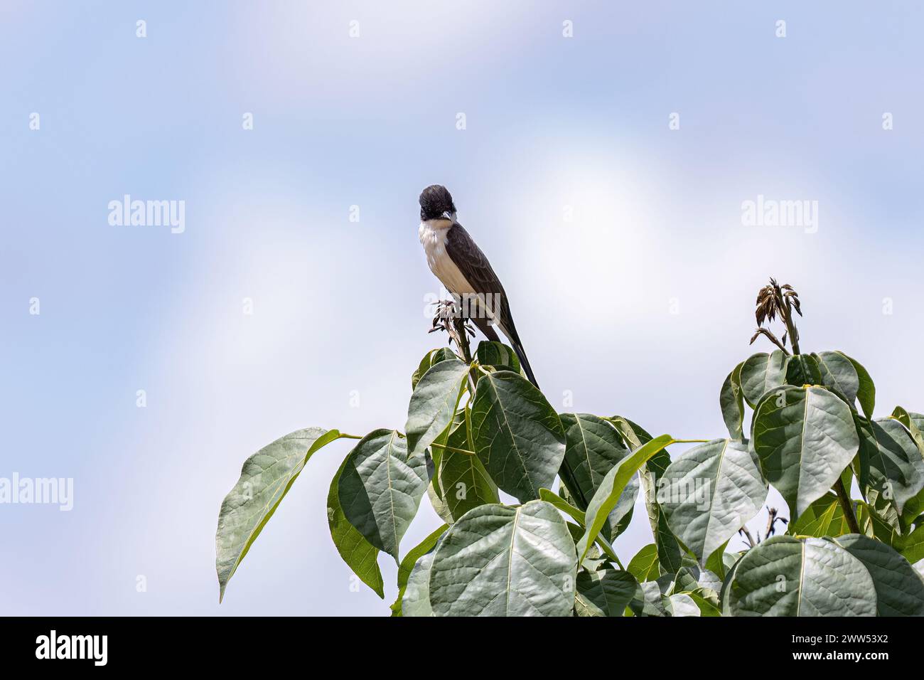 Fork tailed Flycatcher Bird of the species Tyrannus savana Stock Photo ...