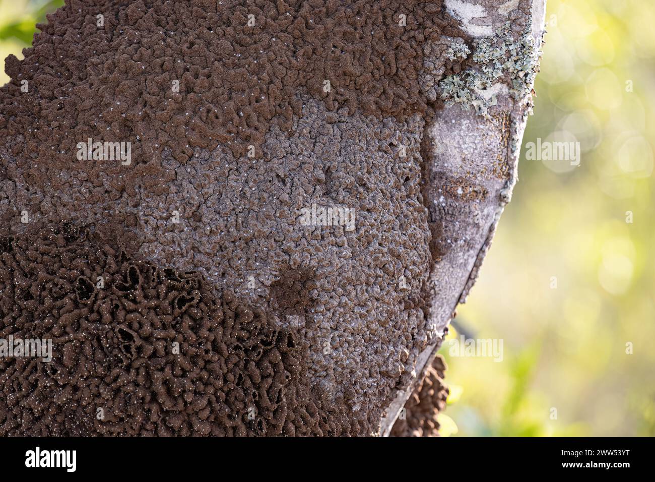 Conehead termite hi-res stock photography and images - Alamy