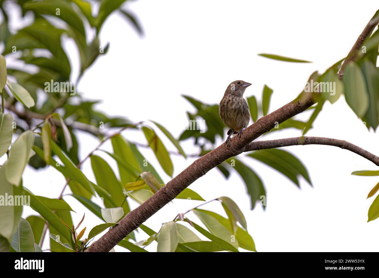 Female Adult Blue black Grassquit Bird of the Species Volatinia ...