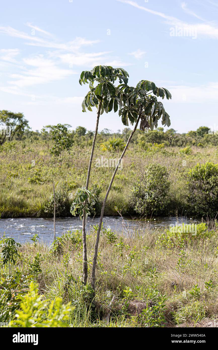 Pumpwood plant leaves of the genus Cecropia Stock Photo - Alamy