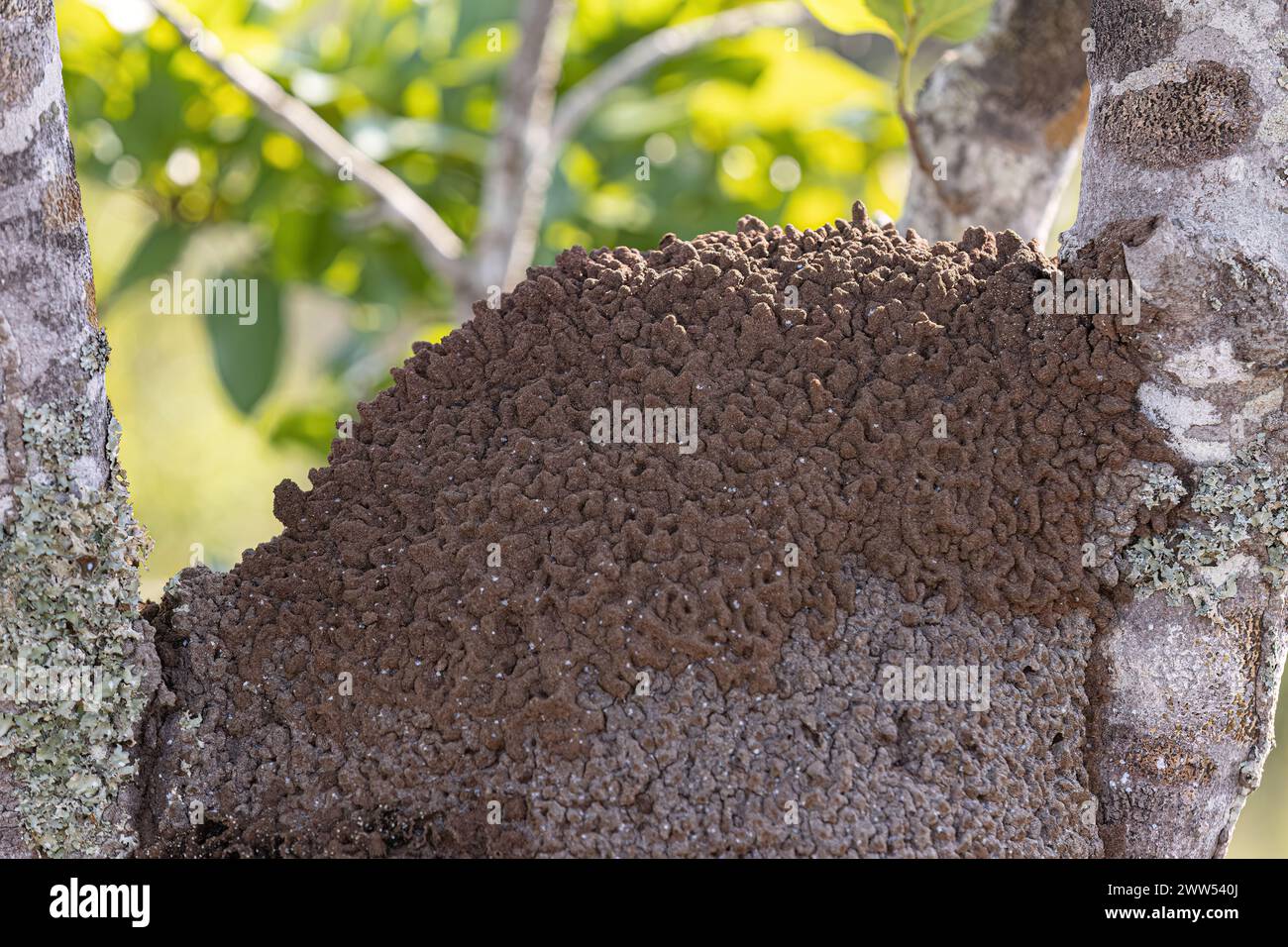 Conehead termite hi-res stock photography and images - Alamy