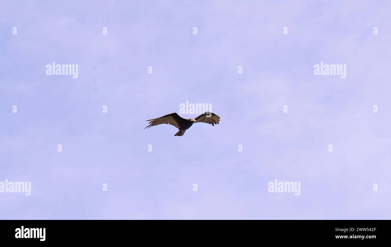 Lesser Yellow headed Vulture of the species Cathartes burrovianus Stock ...