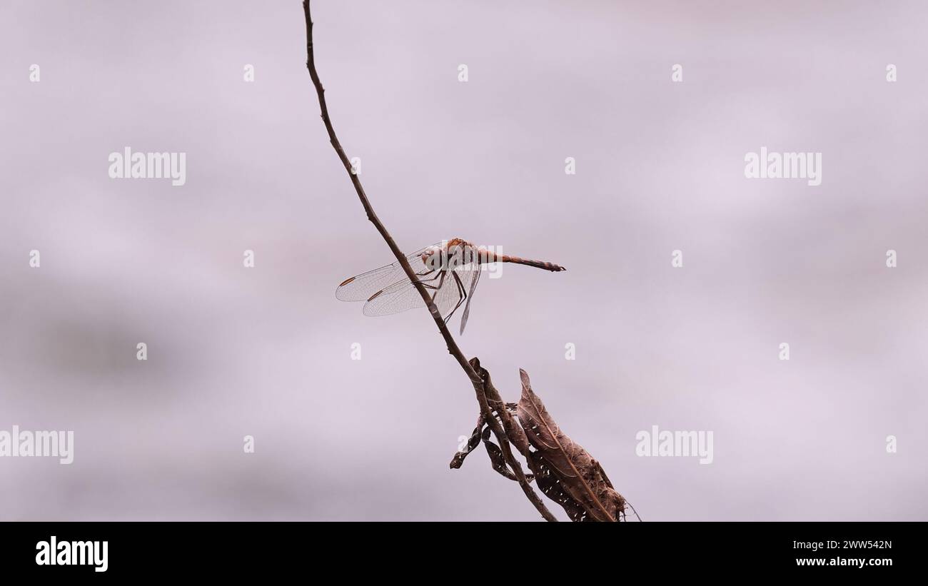 Adult dragonfly insect family libellulidae hi-res stock photography and ...