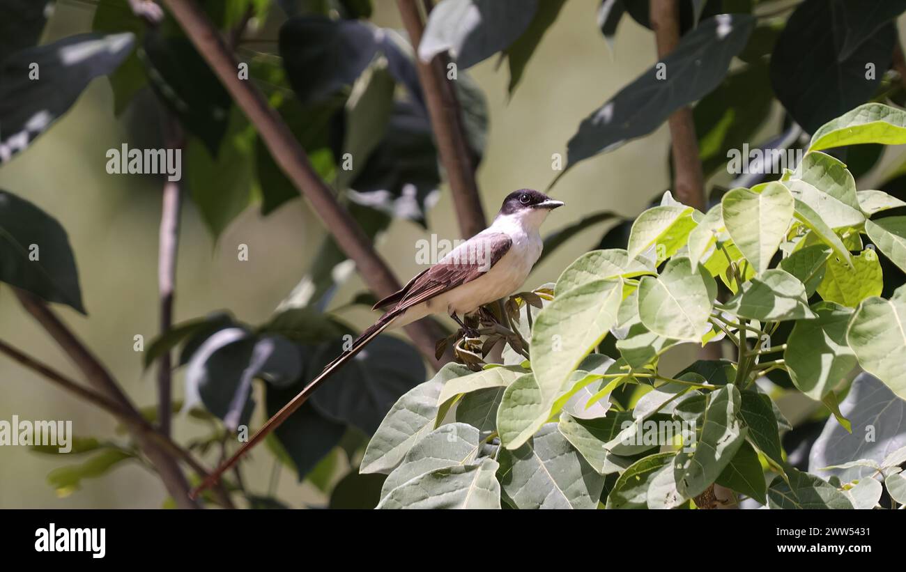 Fork tailed Flycatcher Bird of the species Tyrannus savana Stock Photo ...