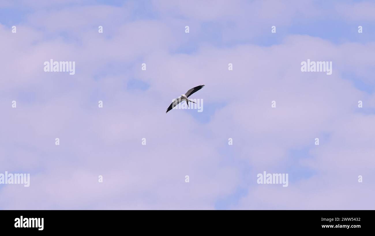 Swallow tailed Kite Bird of the species Elanoides forficatus Stock ...