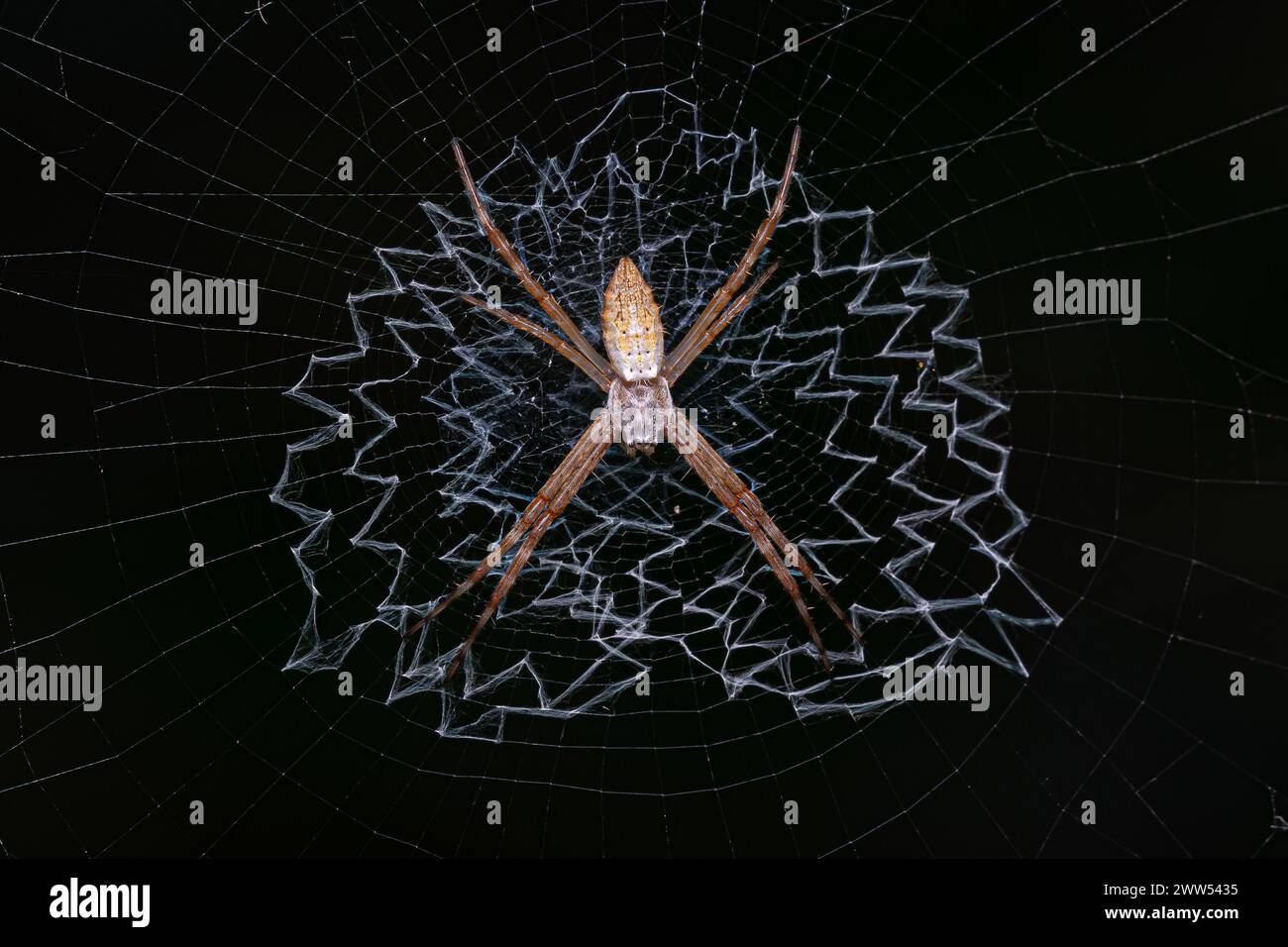 Silver spider argiope argentata hi-res stock photography and images - Alamy