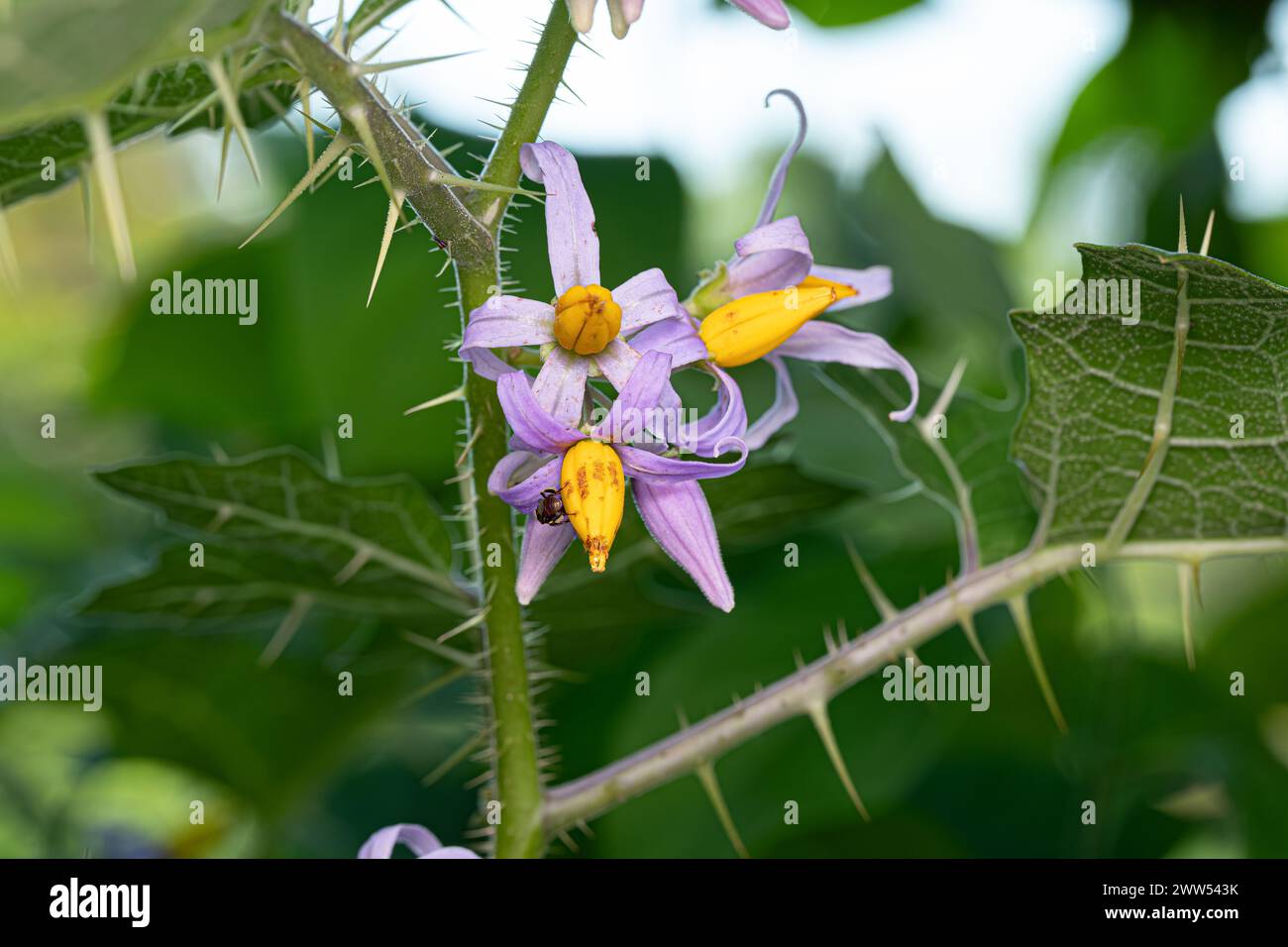 Small Nightshade Plant of the species Solanum palinacanthum Stock Photo ...