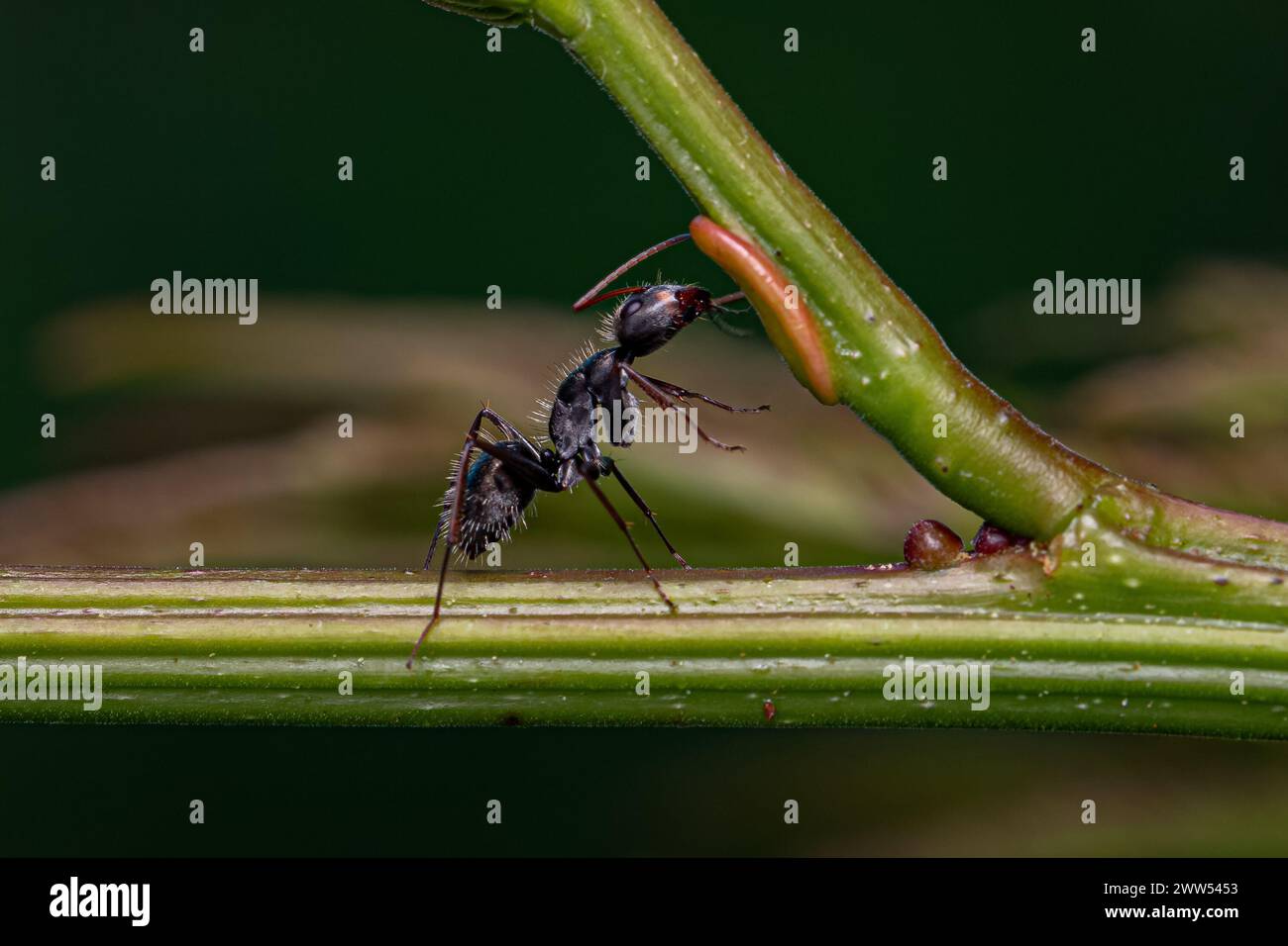 Adult Female Carpenter Ant of the genus Camponotus eating on the ...