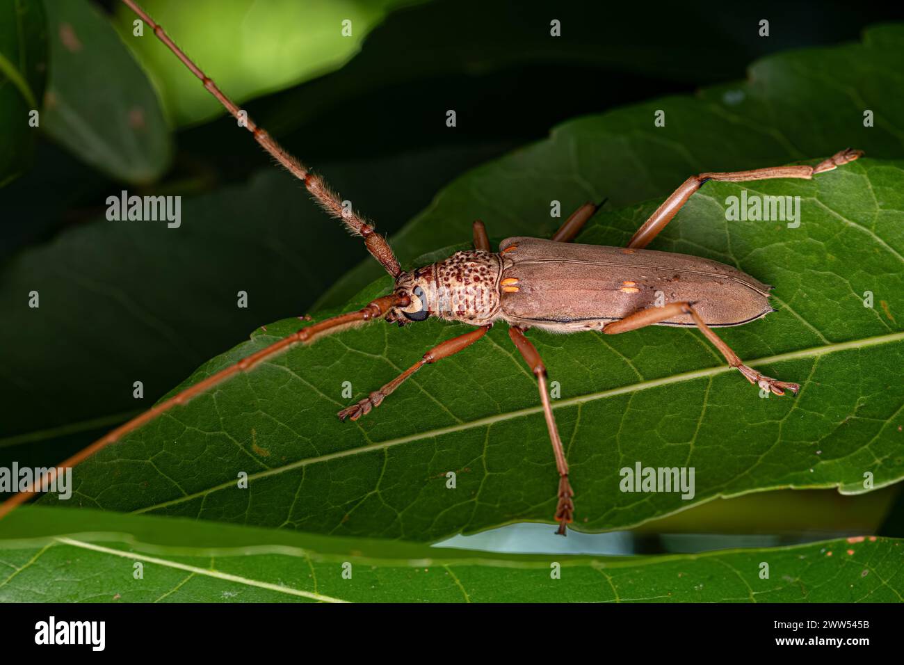 Cucujiform beetle hi-res stock photography and images - Alamy