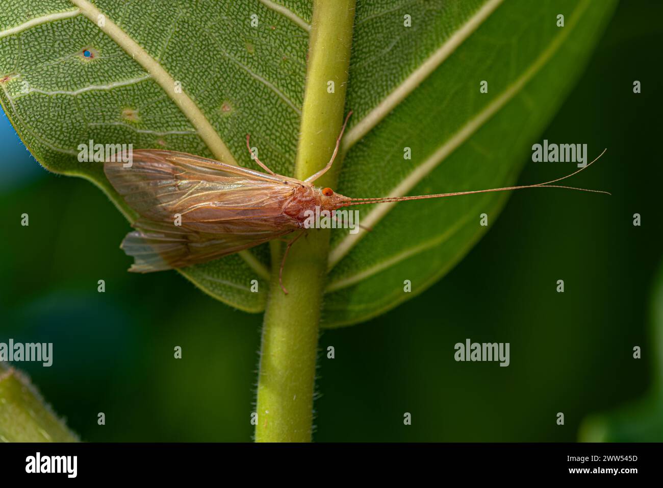 Leptonema hi-res stock photography and images - Alamy
