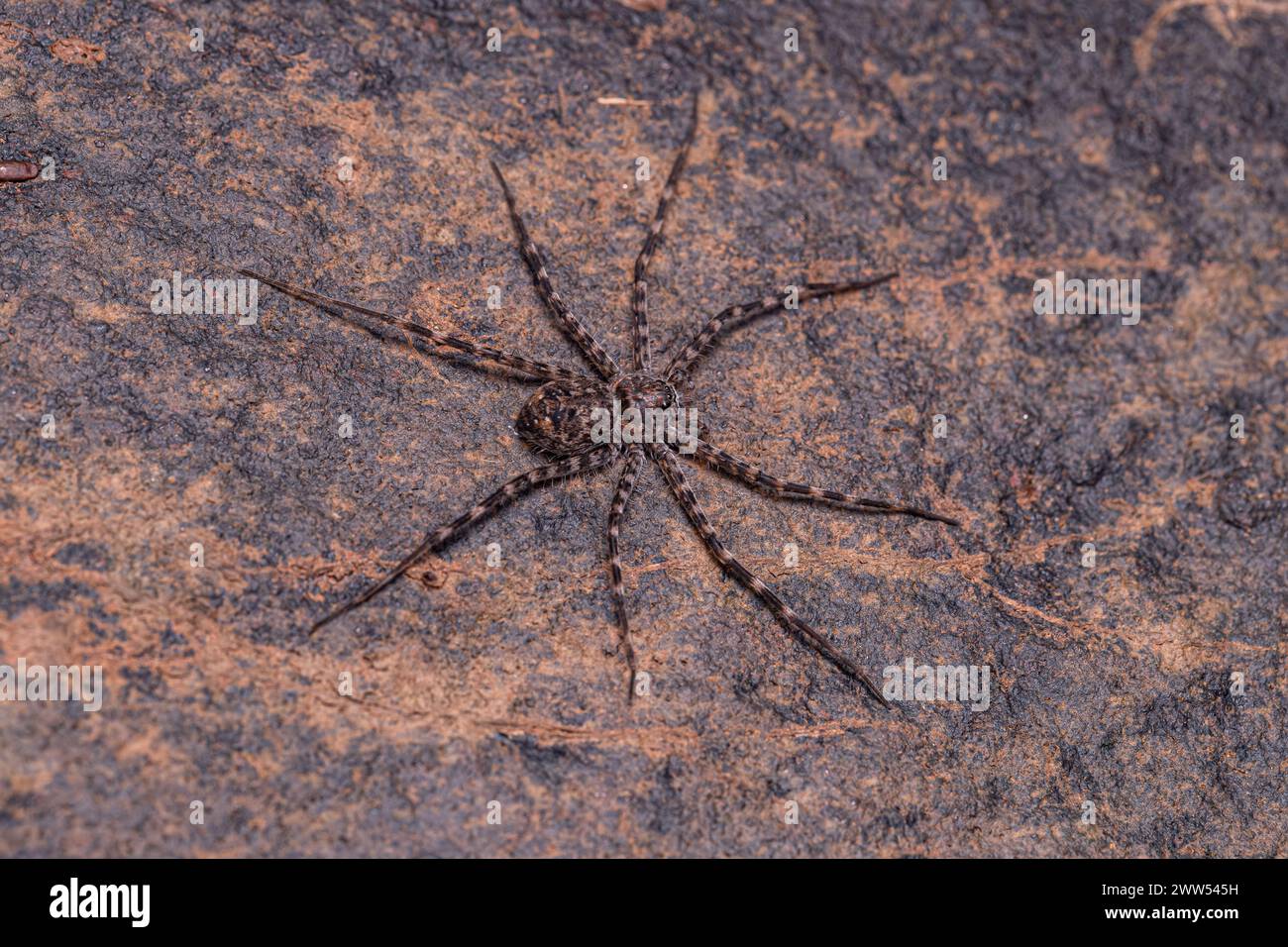 Small Trechaleid Spider of the Family Trechaleidae Stock Photo - Alamy