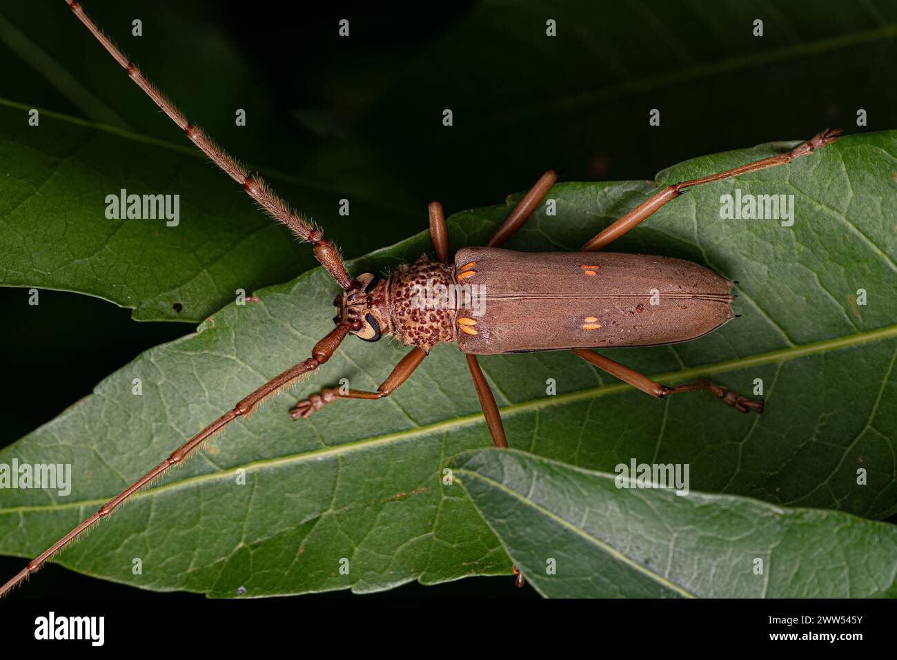 Cucujiform beetle hi-res stock photography and images - Alamy