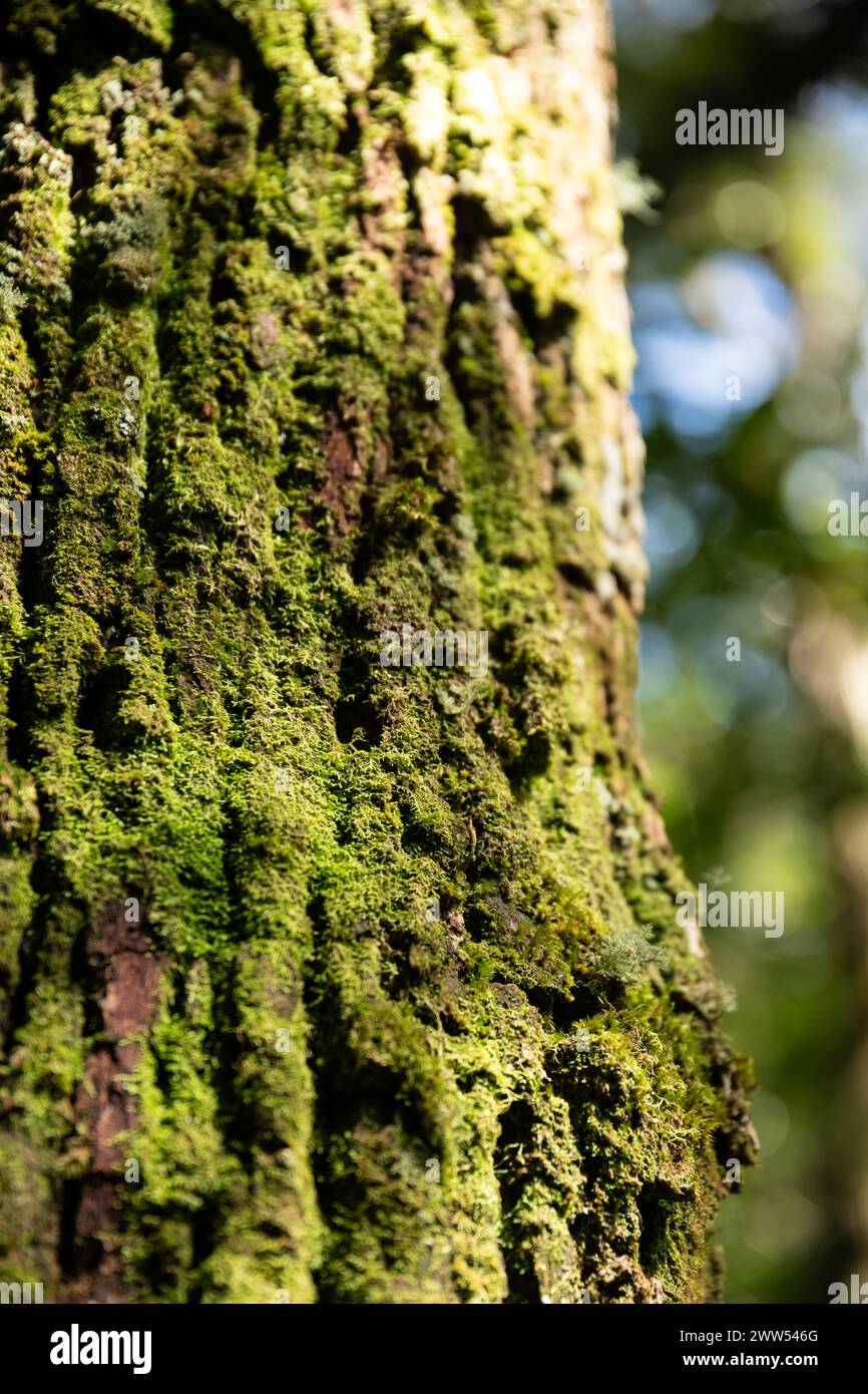 Short depth of field, detail of a tree bark with moss under the ...