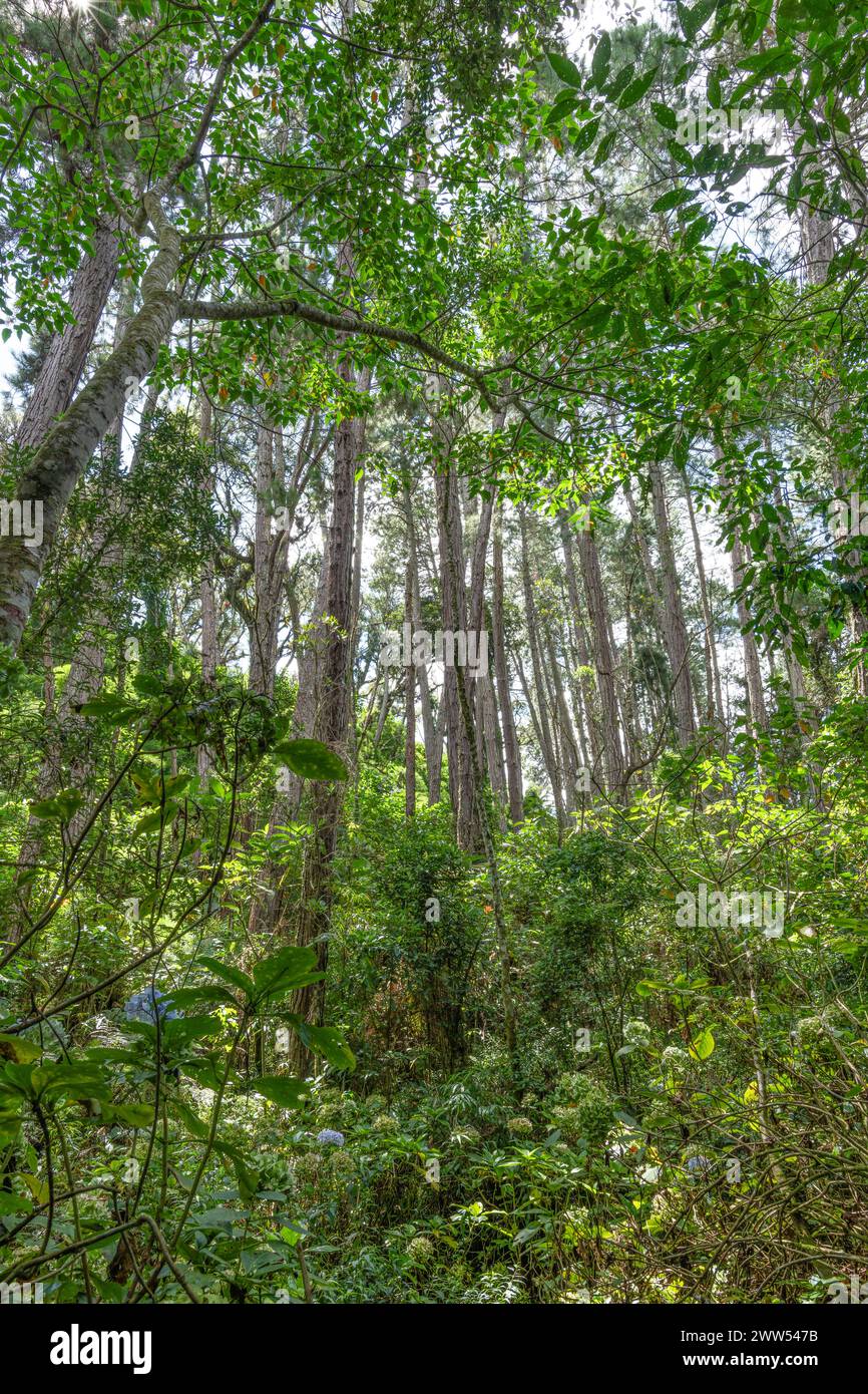 Trees and plants in a rainforest in southeastern Brazil Stock Photo - Alamy