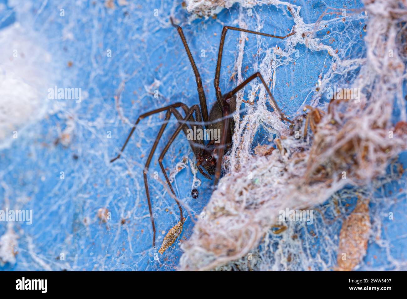 Adult Recluse Spider of the Genus Loxosceles Stock Photo - Alamy