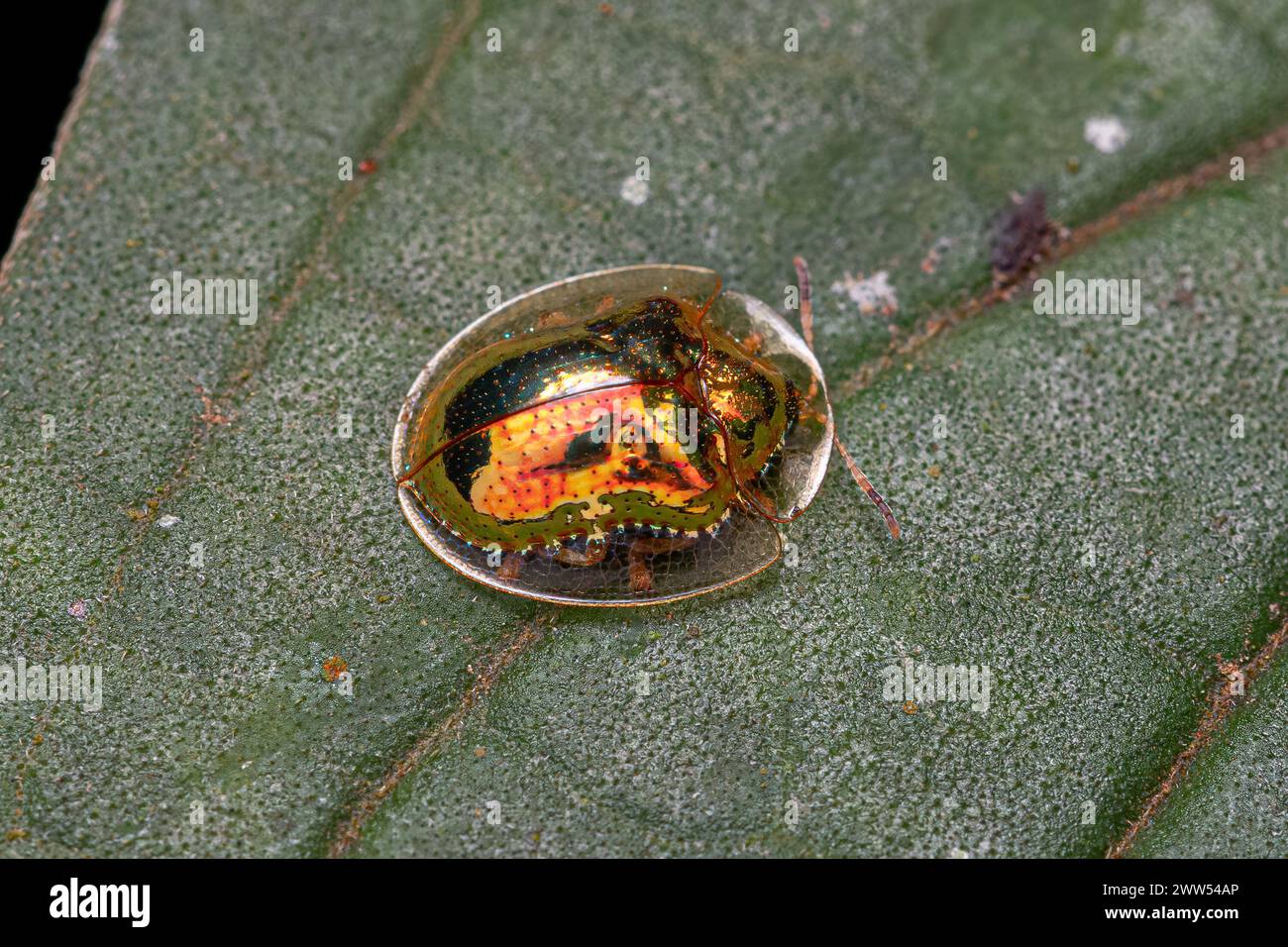 Adult Yellow Tortoise Beetle of the genus Charidotella Stock Photo - Alamy