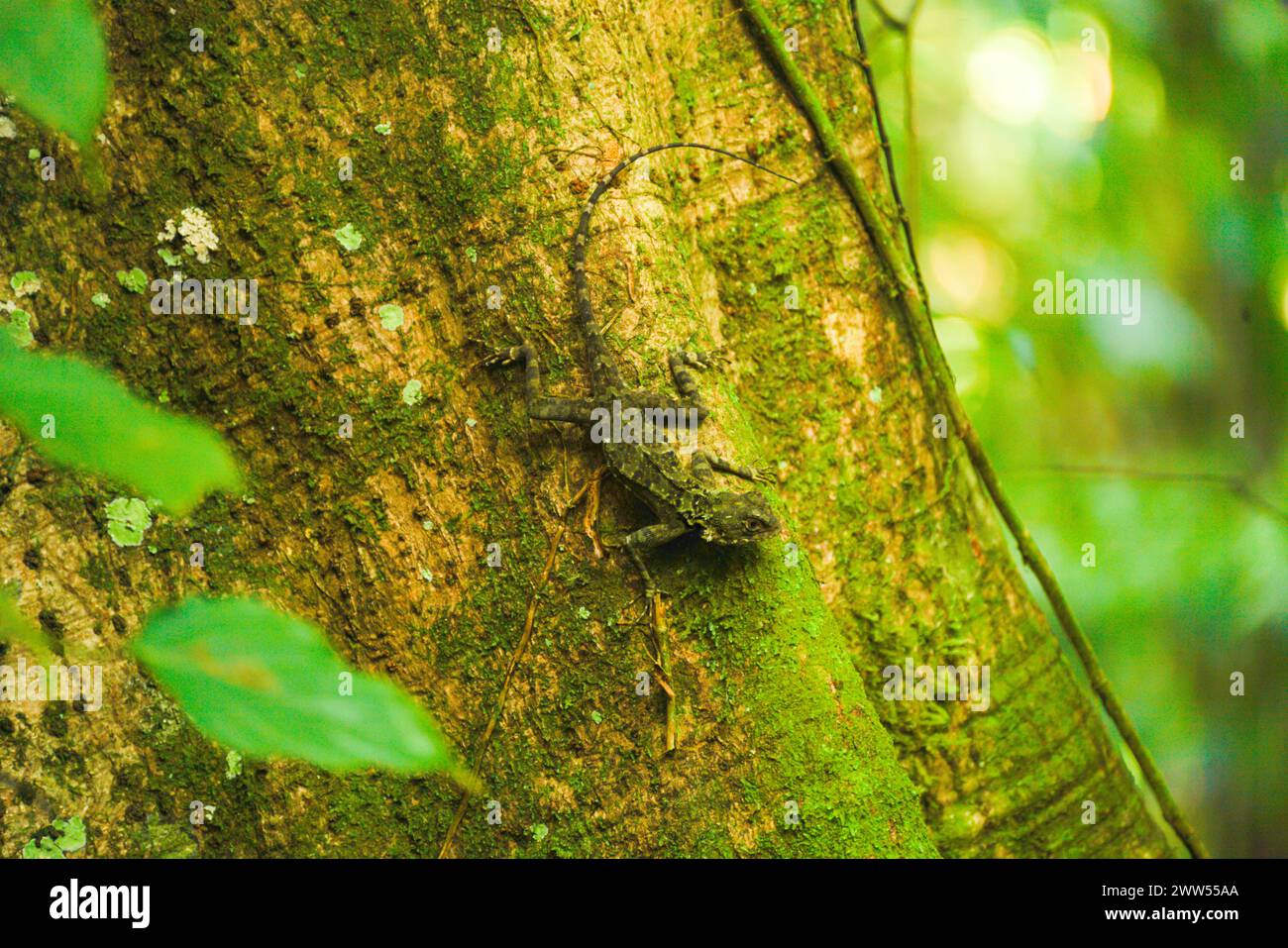 Lizard on a tree in the rainforest Stock Photo - Alamy
