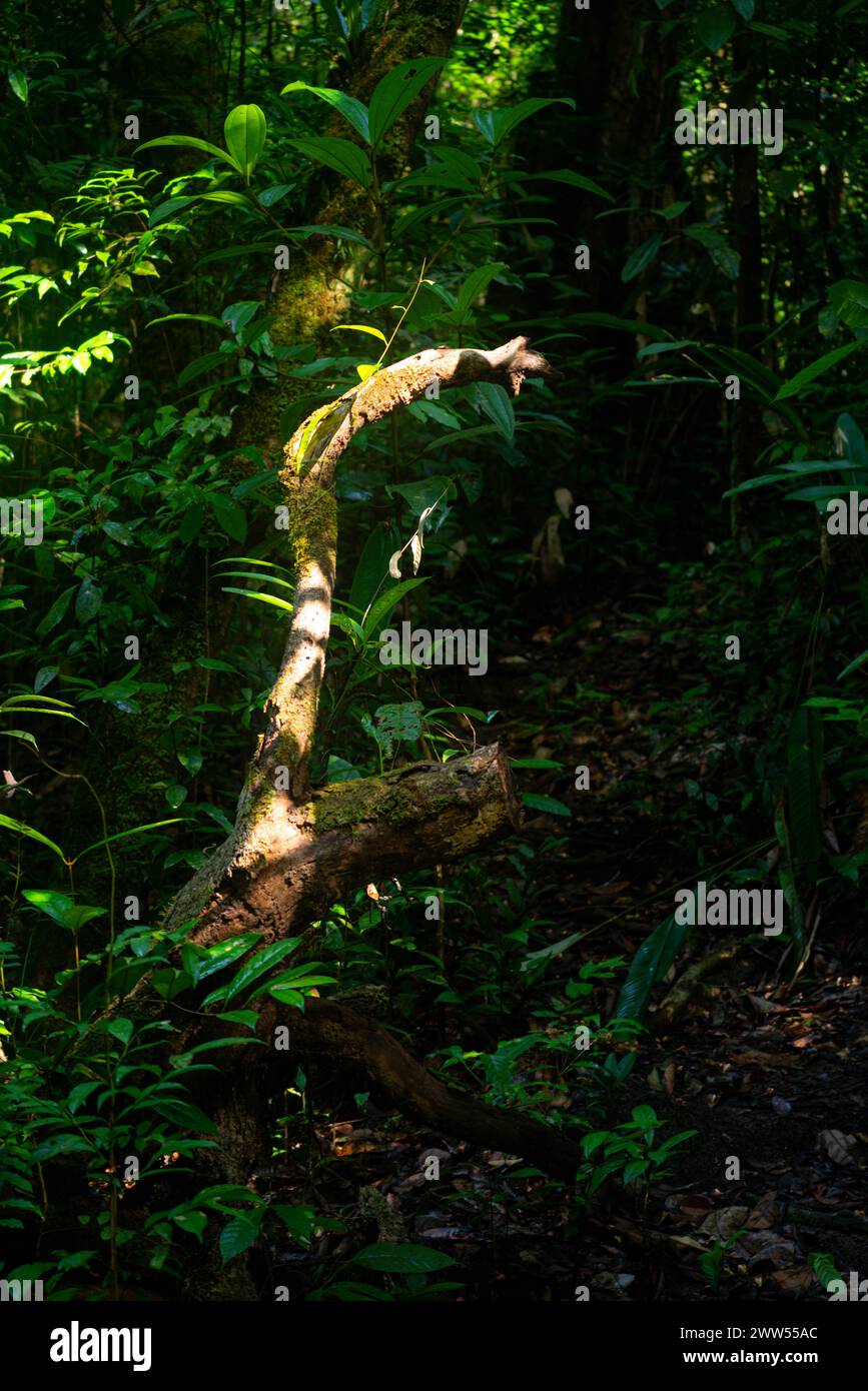Dead tree in the rainforest Stock Photo - Alamy