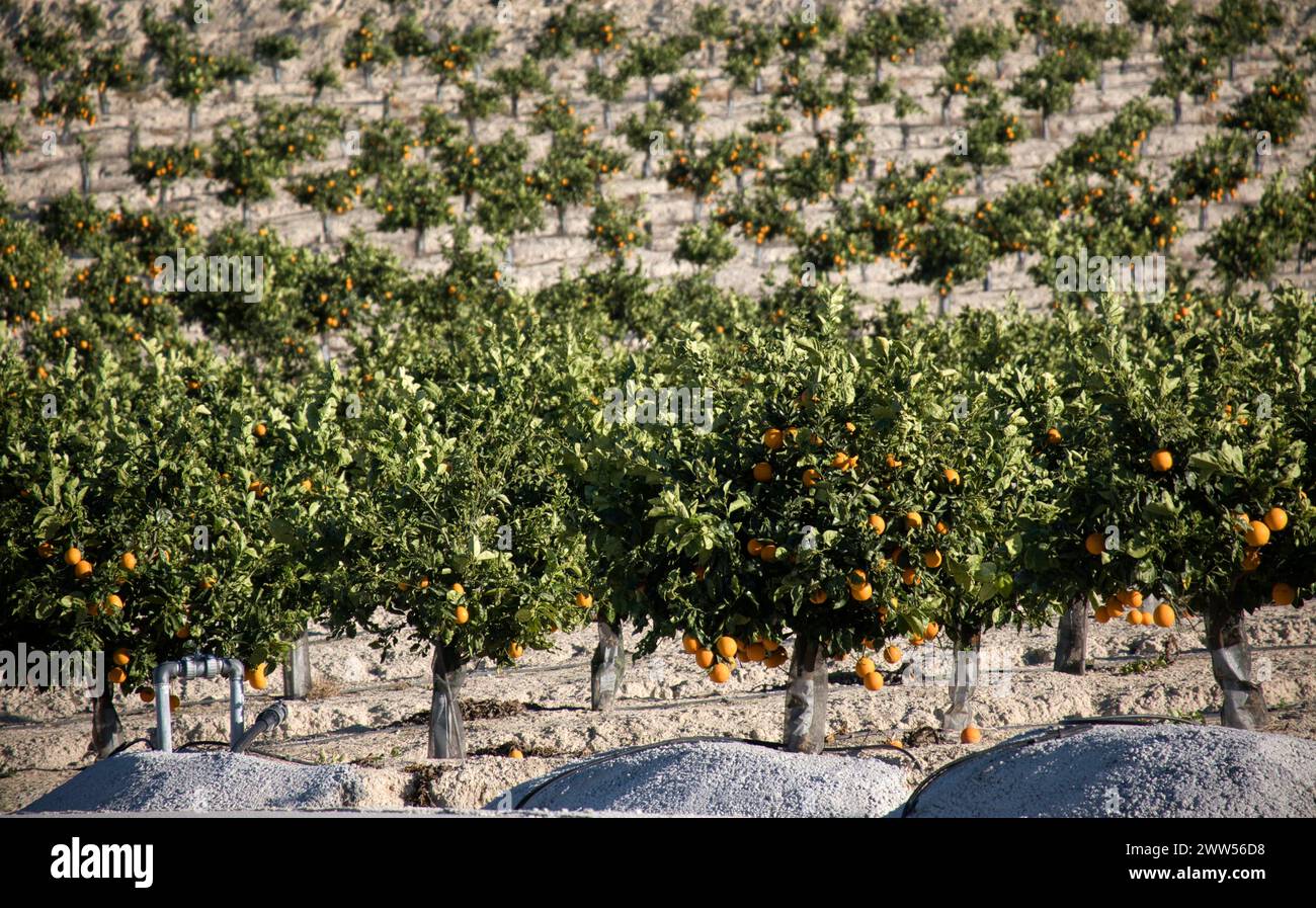 Lemon farm in Spain Stock Photo - Alamy