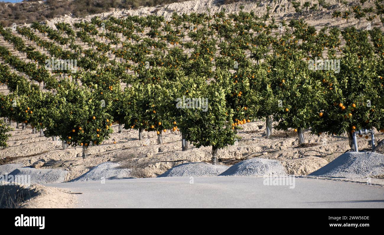 Lemon farm in Spain Stock Photo - Alamy