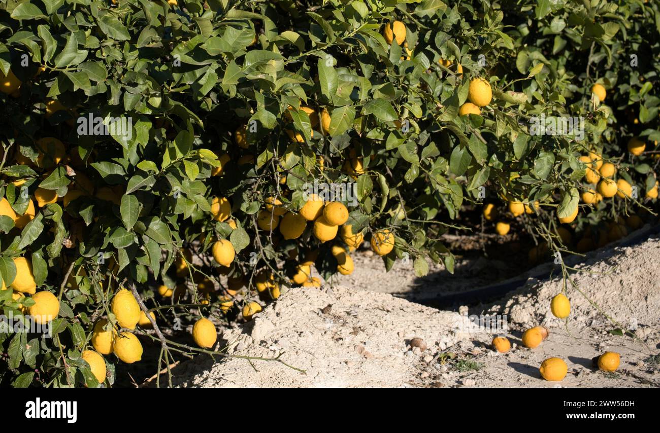 Lemon farm in Spain Stock Photo - Alamy