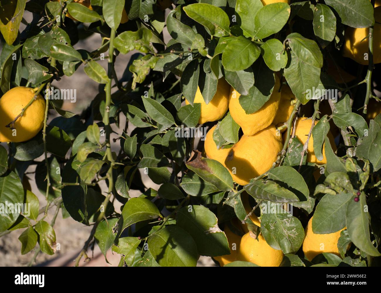Lemon farm in Spain Stock Photo - Alamy