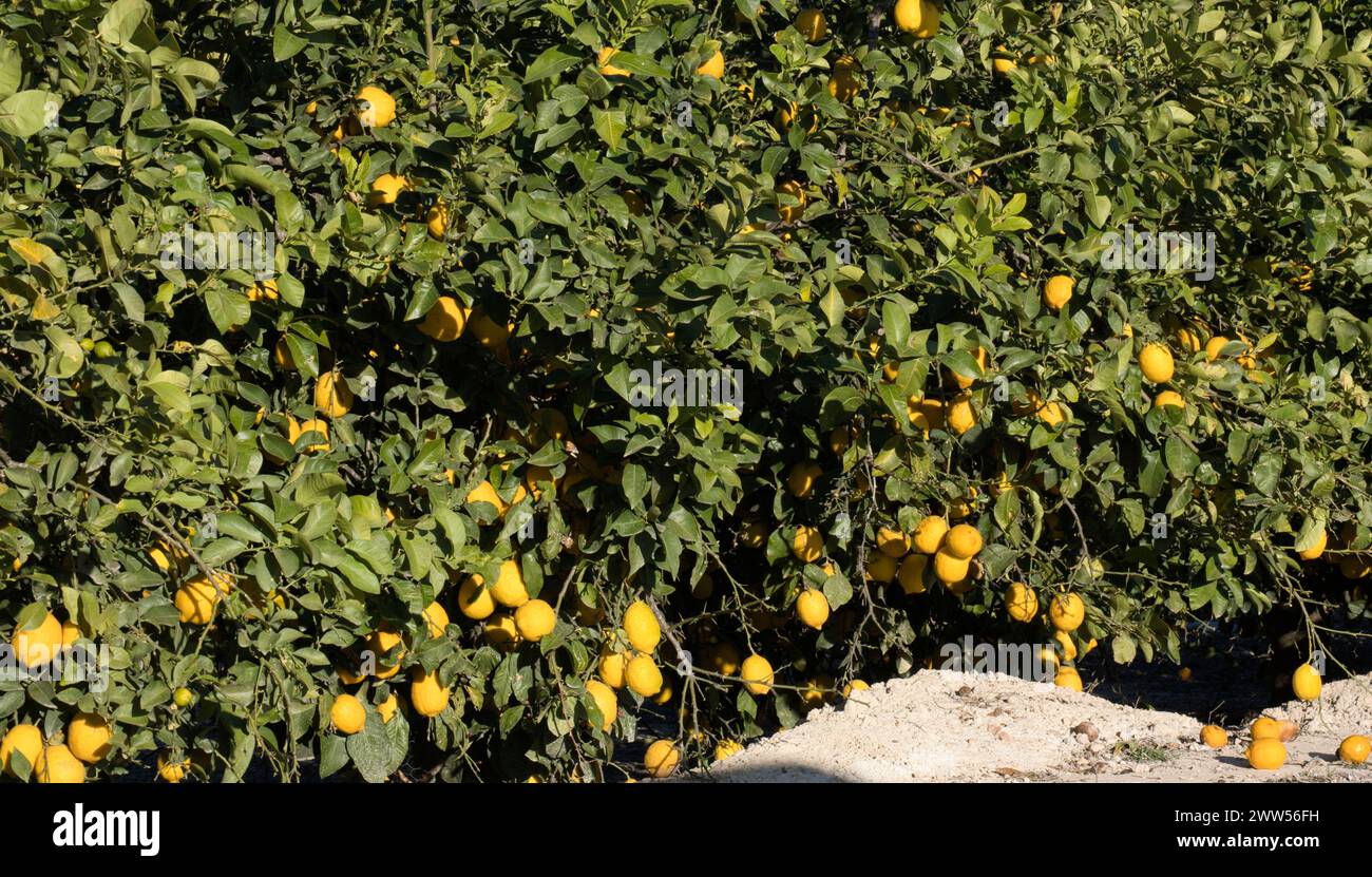 Lemon farm in Spain Stock Photo - Alamy