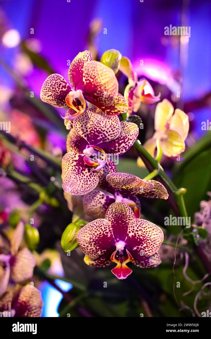 Captivating close-up photos featuring an array of colorful orchids ...