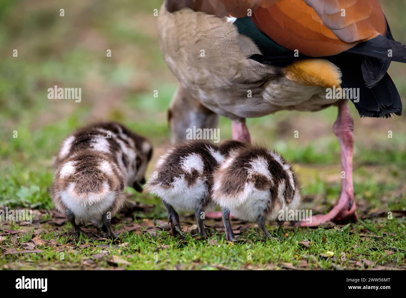 an egyptian goose fledgling, close up, very cute and awesome Stock ...