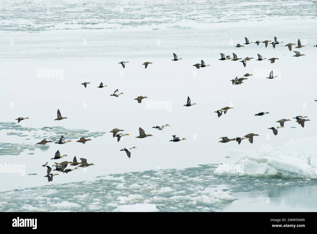 King eider Somateria spectabilis and Common eider Somateria mollissima ...