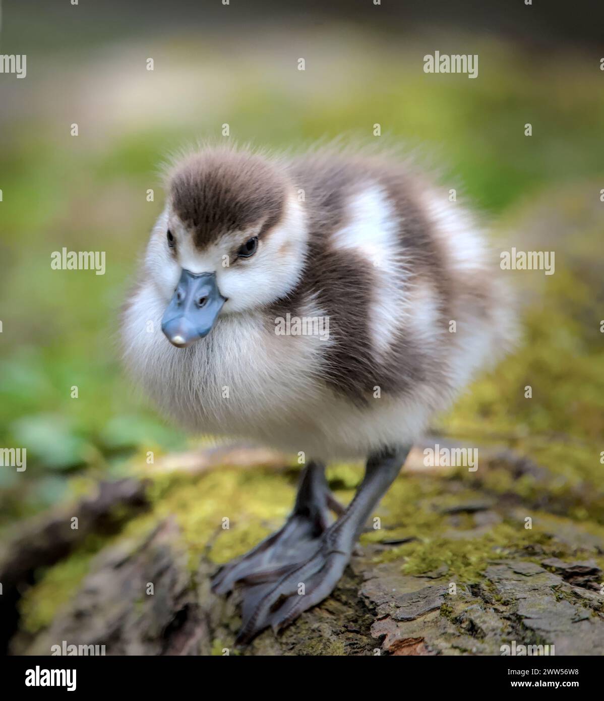 an egyptian goose fledgling, close up, very cute and awesome Stock ...