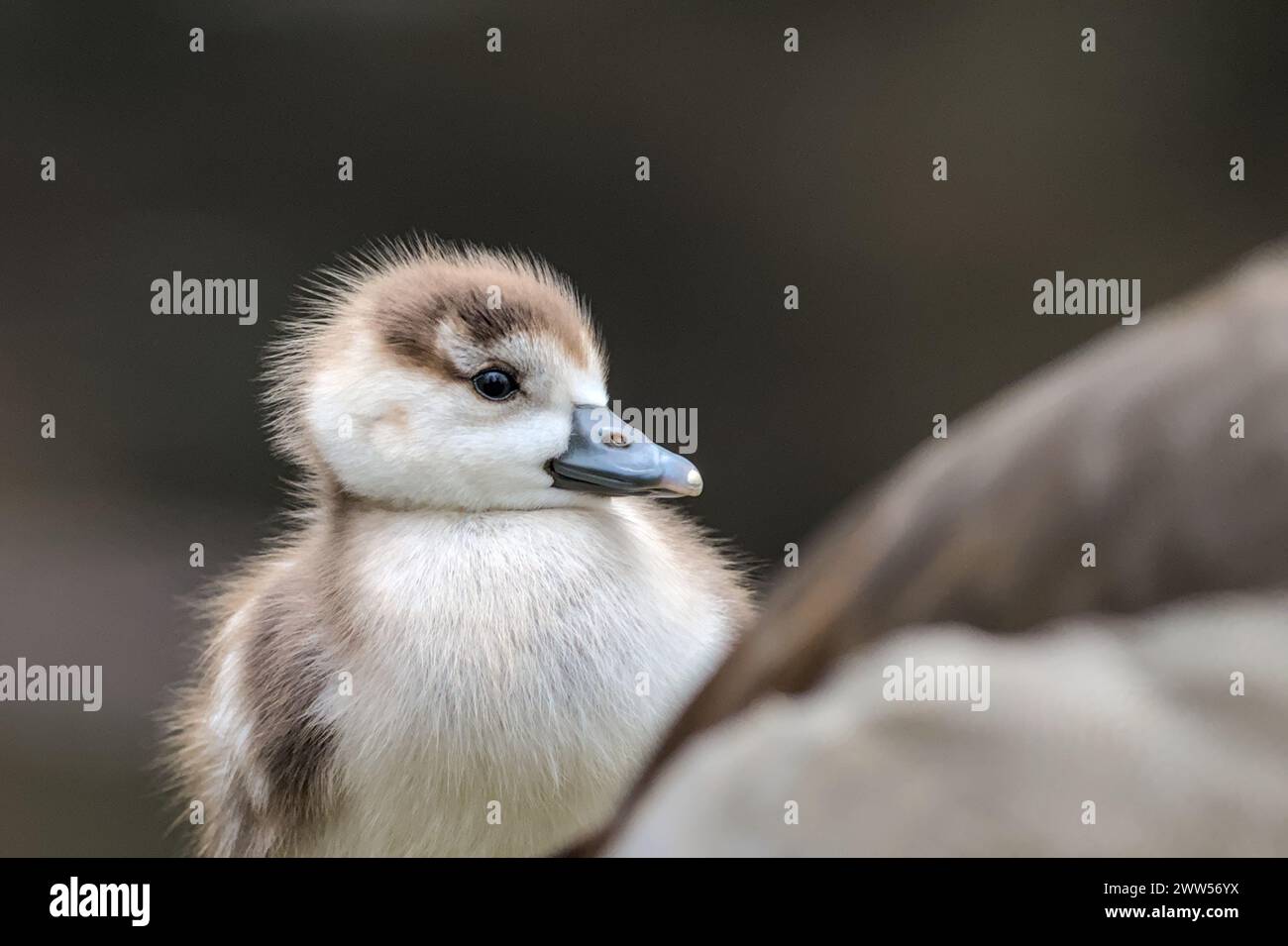 an egyptian goose fledgling, close up, very cute and awesome Stock ...