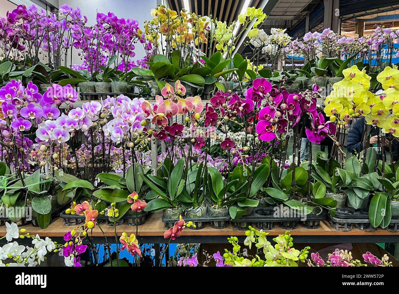 Kunming, China. 06th Dec, 2023. Fresh flowers are on sale at a flower ...