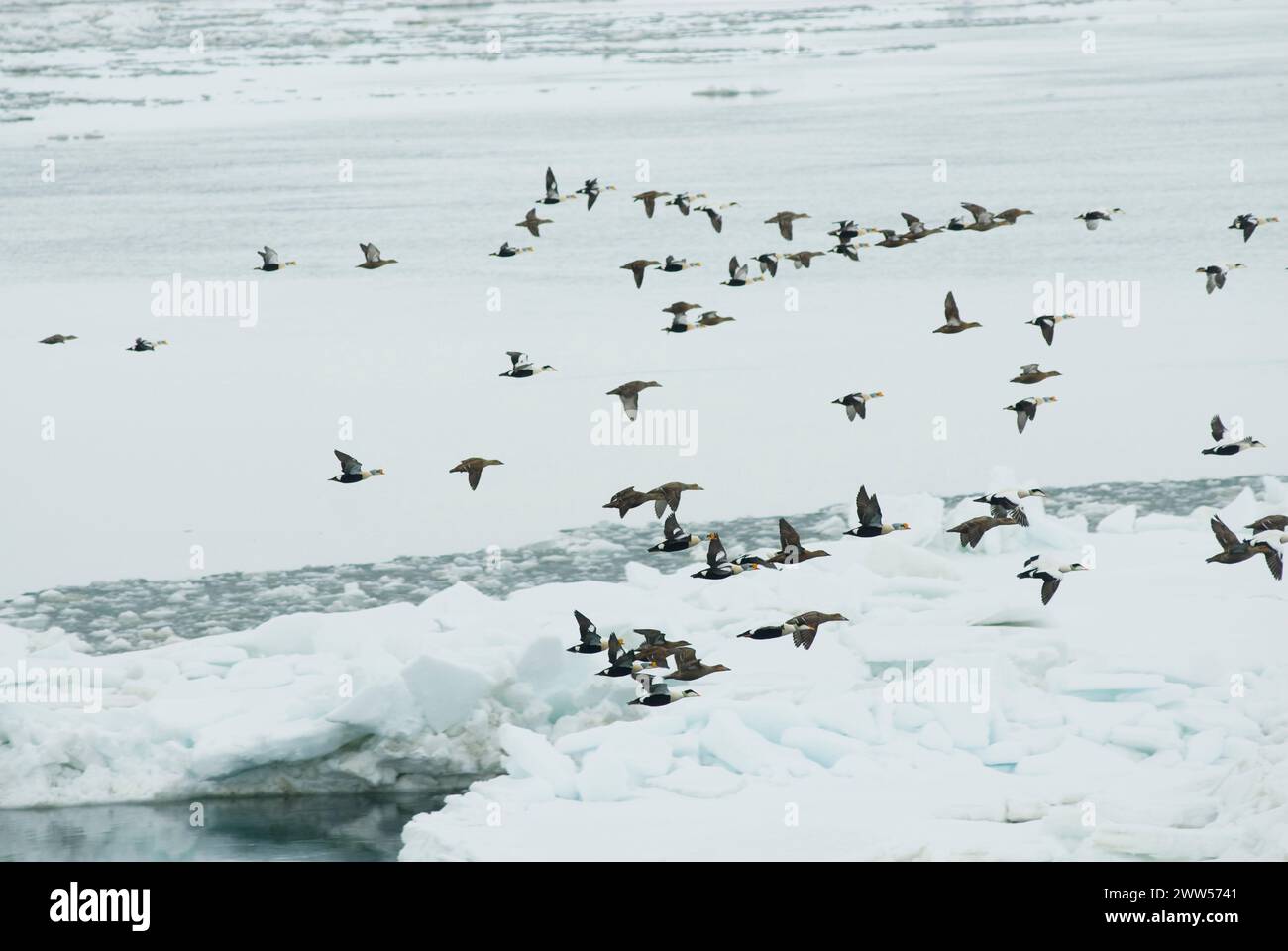 King eider Somateria spectabilis and Common eider Somateria mollissima ...