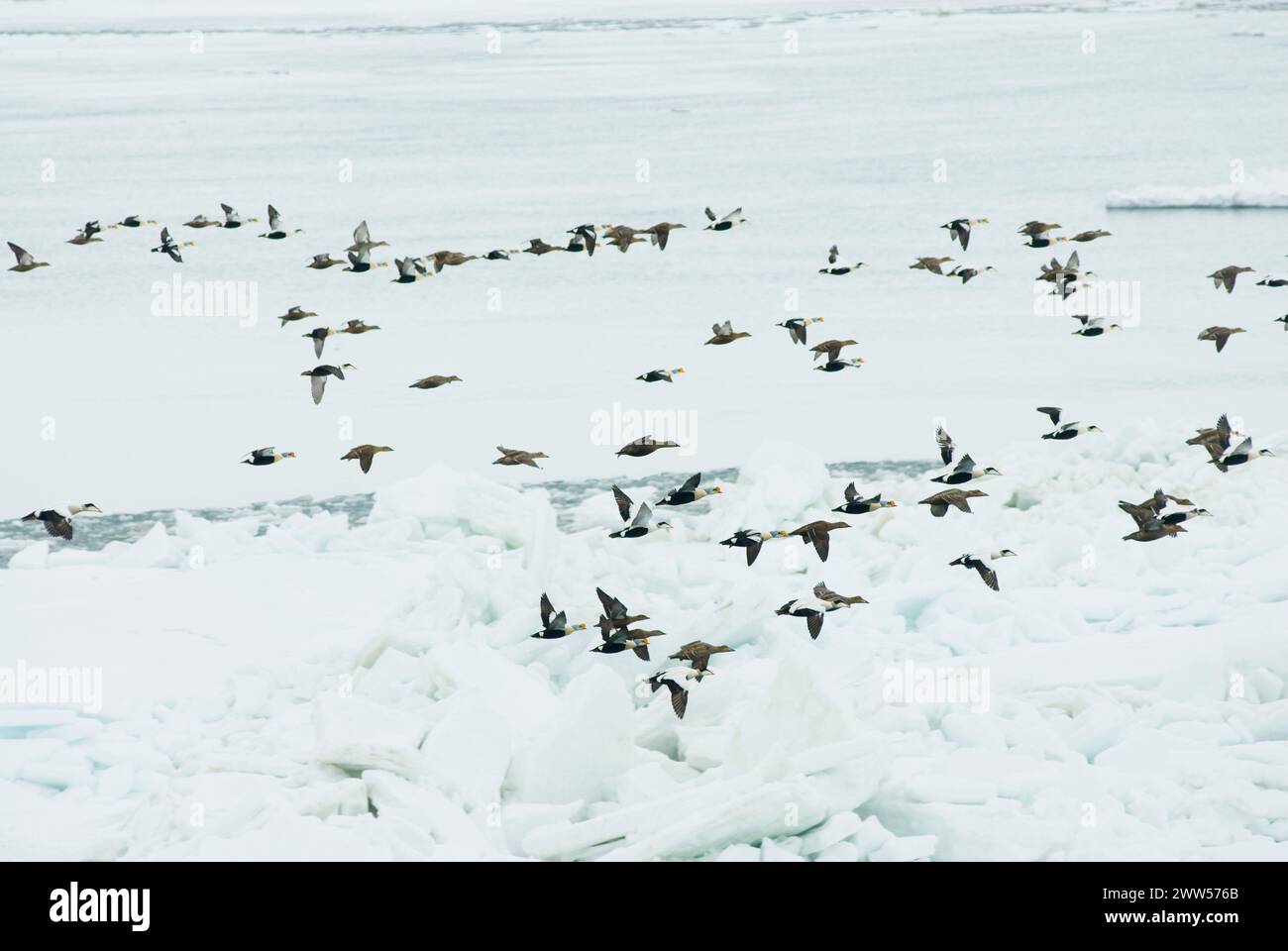 King eider Somateria spectabilis and Common eider Somateria mollissima ...