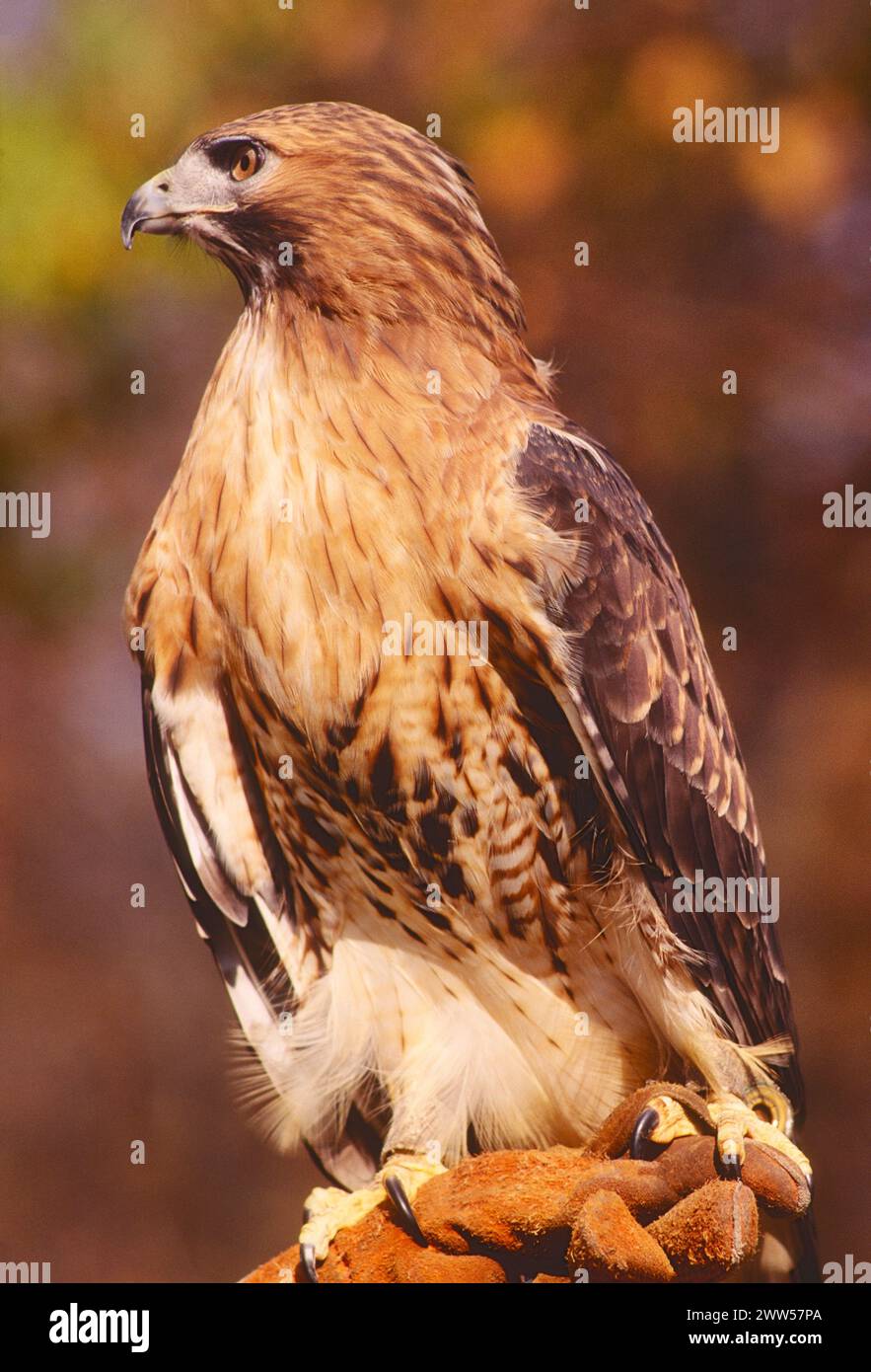 Red Tailed Hawk; Hawk Mountain Sanctuary; ; Pennsylvania; USA Stock ...