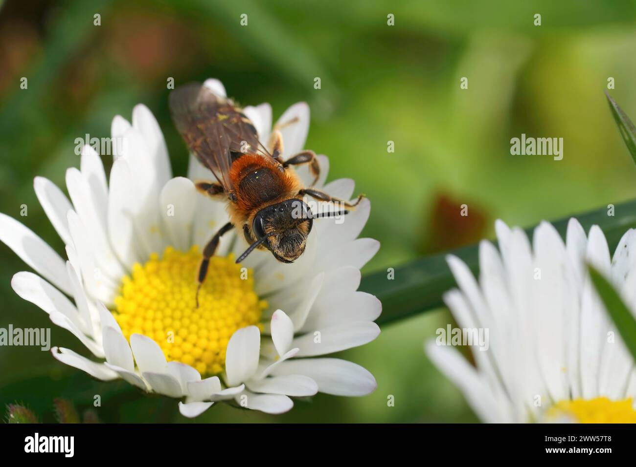 Natural closeup on a female Short-fringed Mining Bee, Andrena dorsata ...