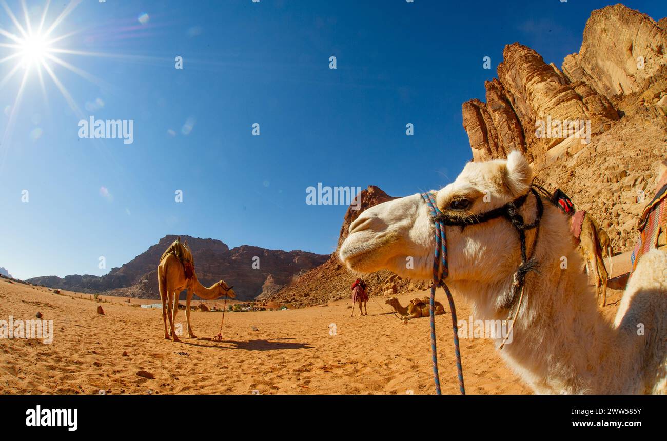 Camels left to rest in JORDAN's Wadi Rum desert before leaving again ...