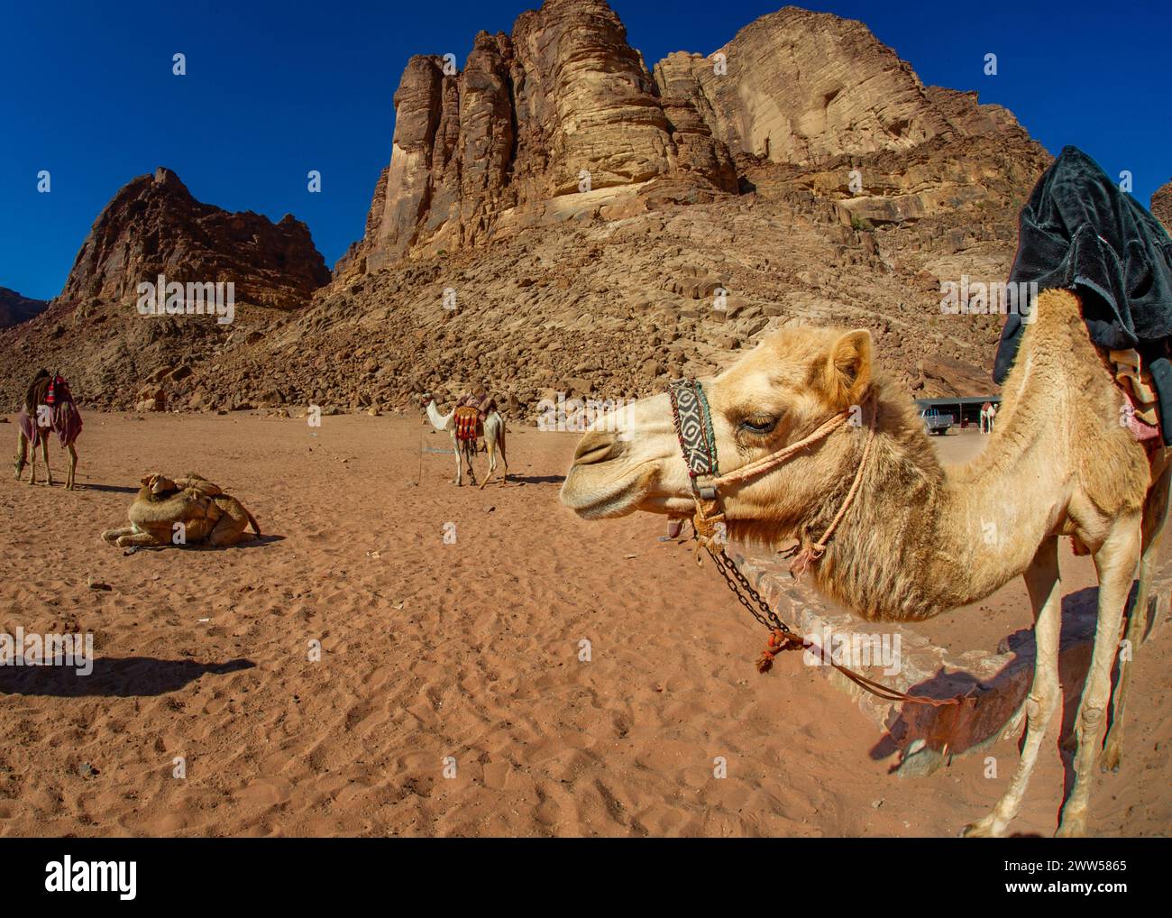 Camels left to rest in JORDAN's Wadi Rum desert before leaving again ...