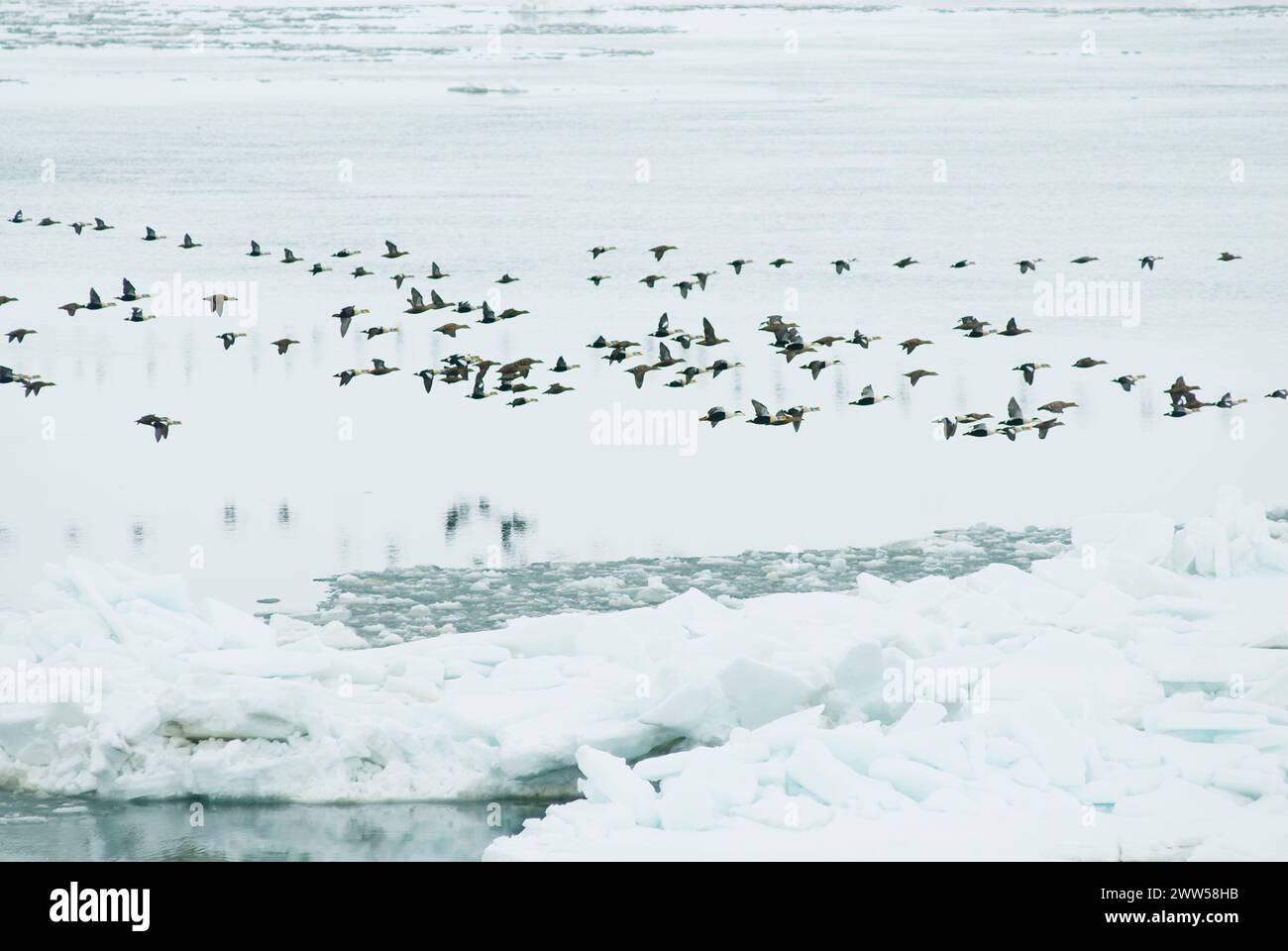 King eider Somateria spectabilis and Common eider Somateria mollissima ...
