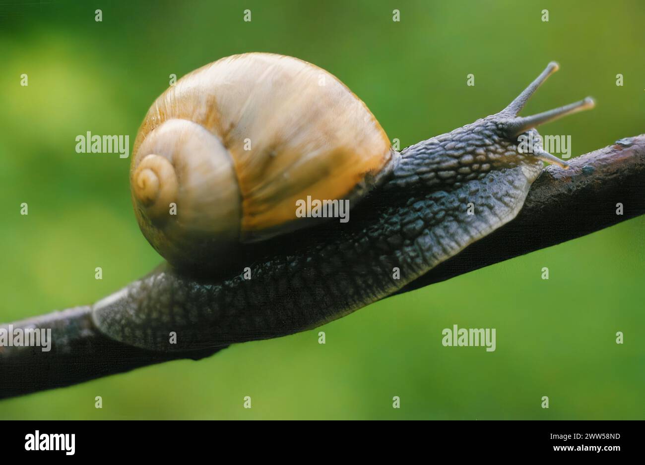 Snail close upl meticulously moving along a branch, showcasing shell ...