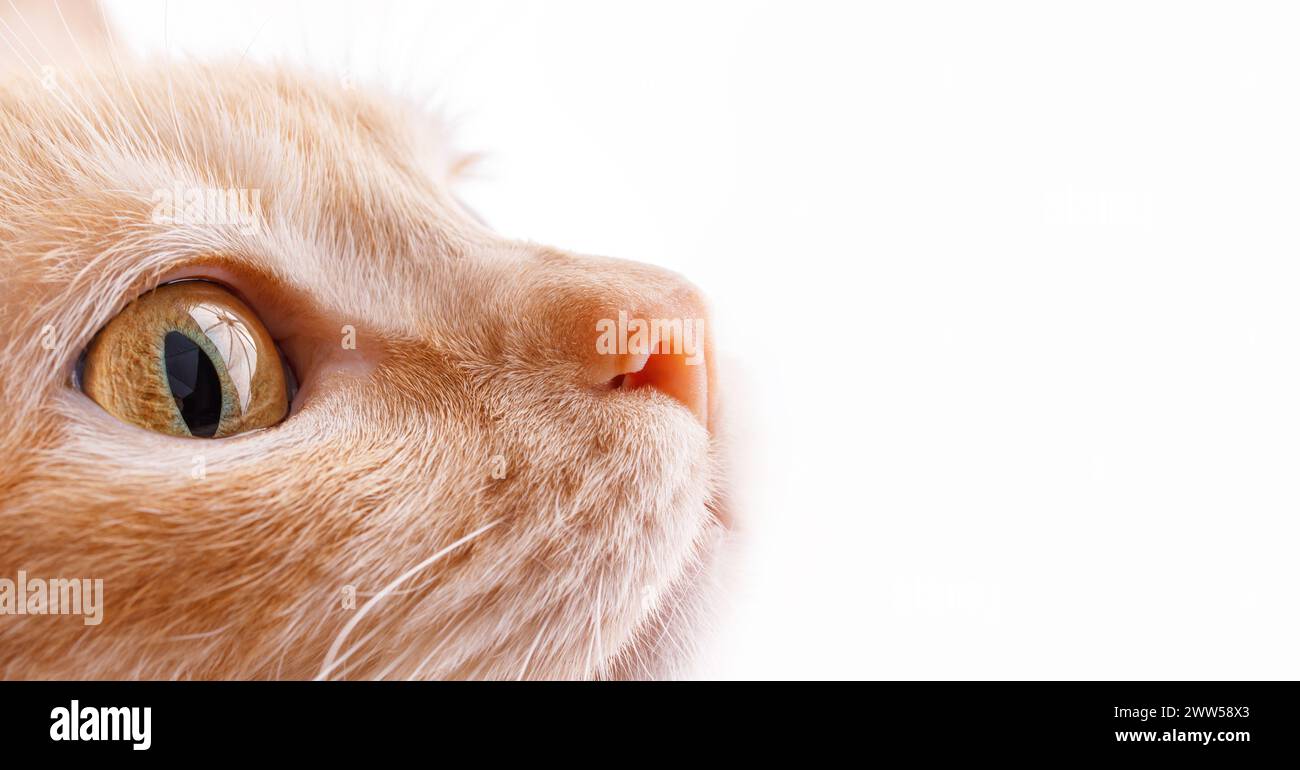 Macro shot of a cat, yellow eye and pink nose on a white background ...