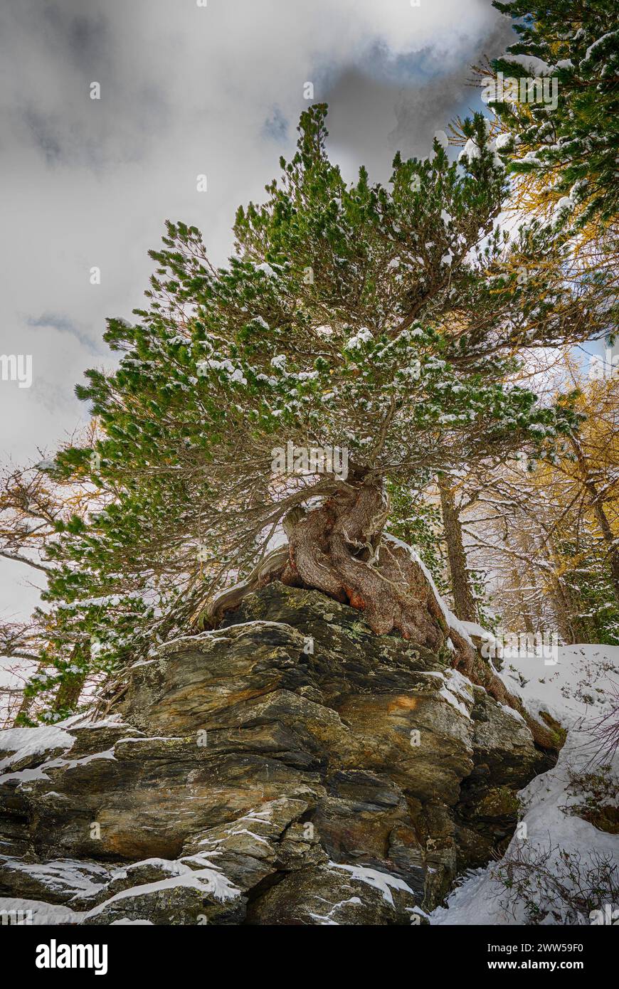 Tree hdr hi-res stock photography and images - Alamy