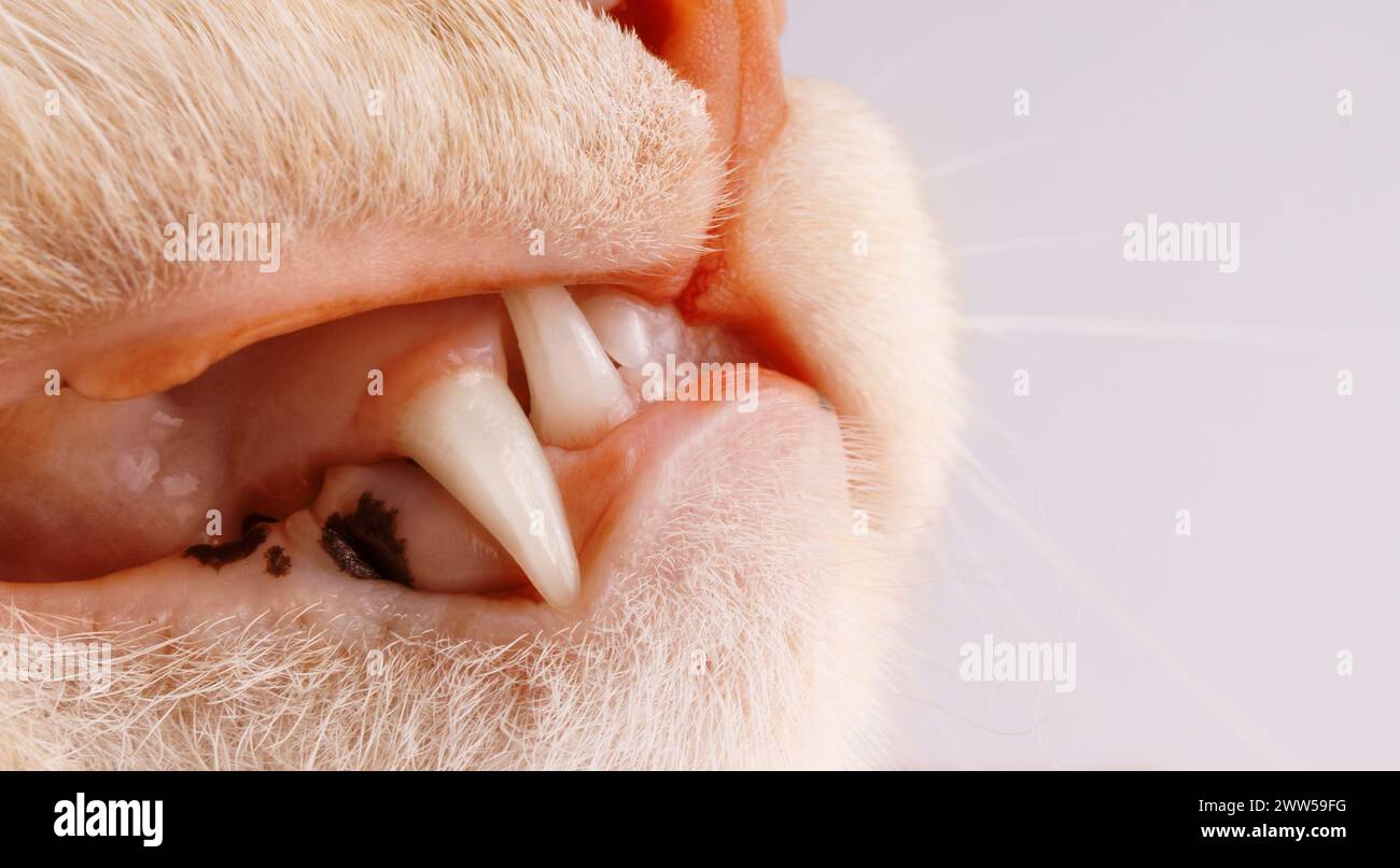Sharp dentition hi-res stock photography and images - Alamy