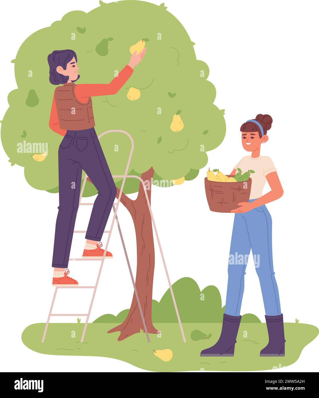 Gardeners harvest pears from tree. Female farmer characters isolated on ...