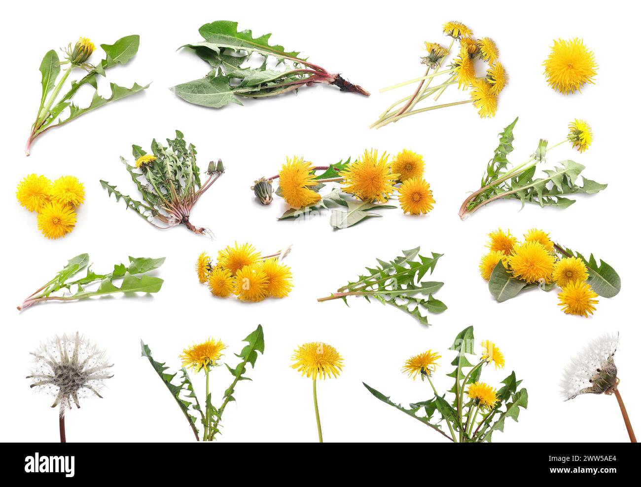 Set of many dandelions on white background Stock Photo - Alamy