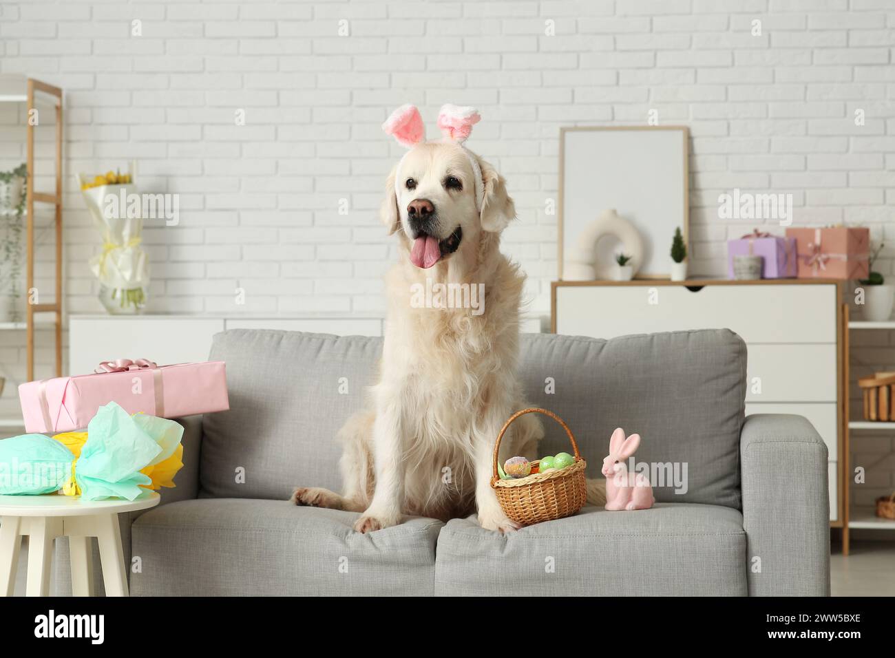 Cute Labrador dog in bunny ears with Easter eggs on sofa at home Stock ...