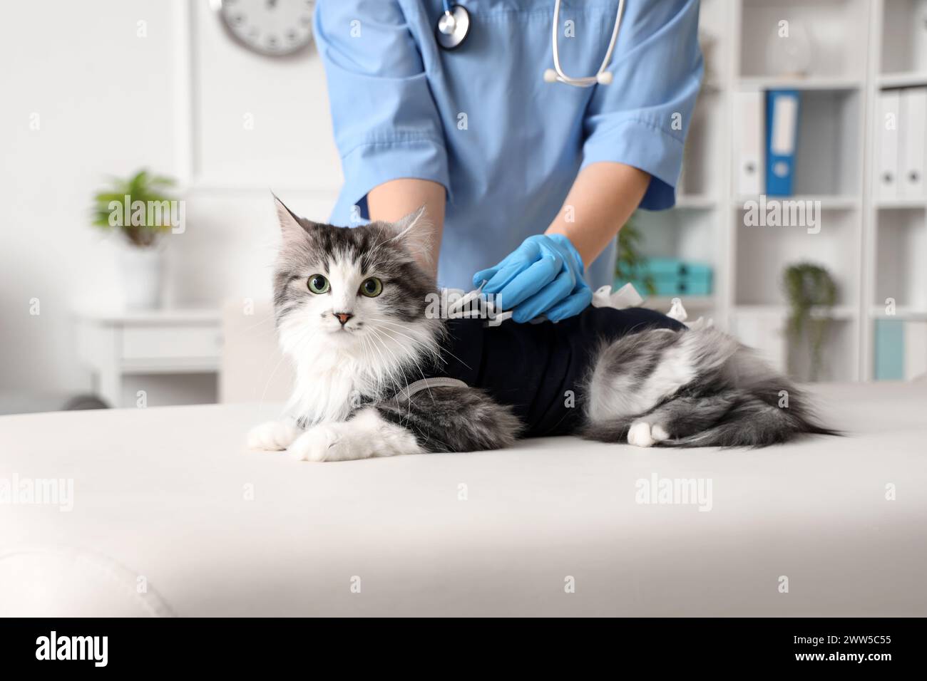 Veterinarian examining cute cat wearing recovery suit after ...