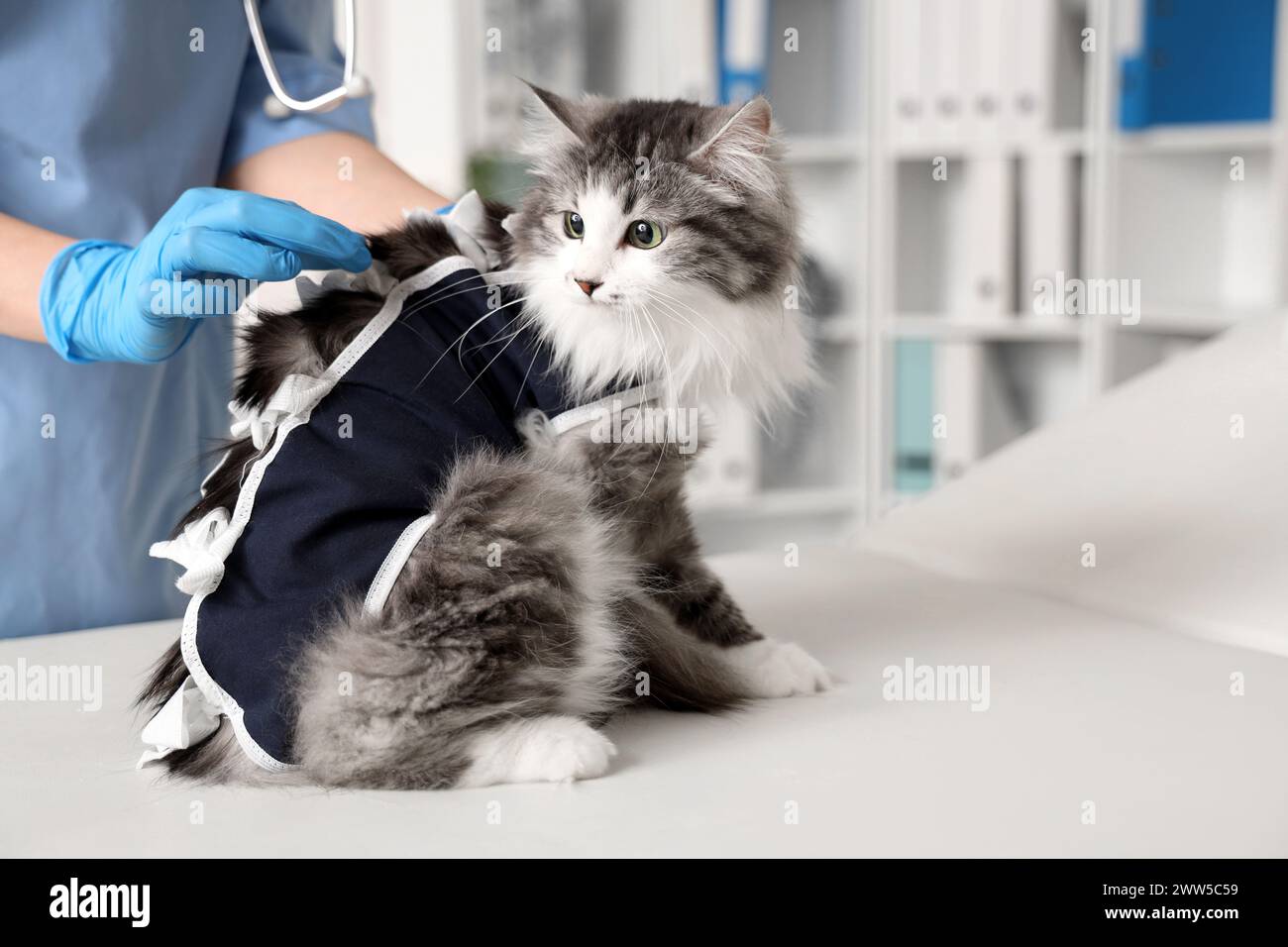 Female veterinarian putting recovery suit on cute cat after ...