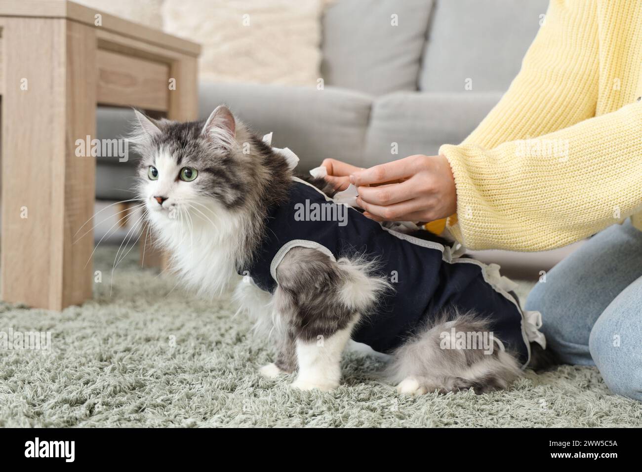 White cat wearing recovery hi-res stock photography and images - Alamy